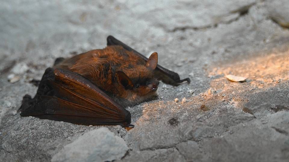 Bats massacred by wind turbines may get reprieve in Sweden