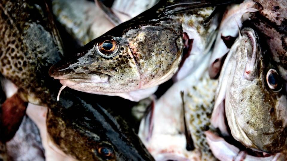 Producent af saltfisk atter i plus