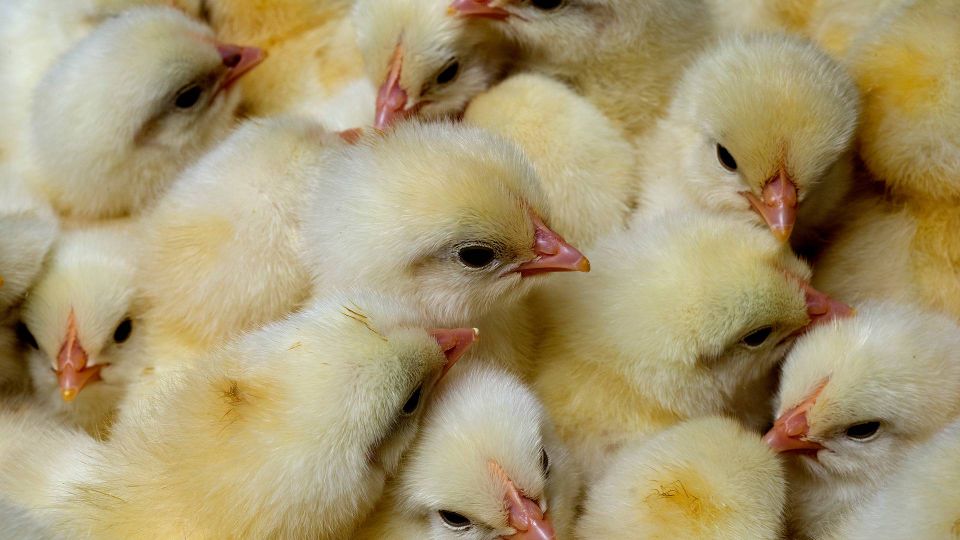 Rose Poultry indgår samarbejde om velfærdskylling med Dagrofa