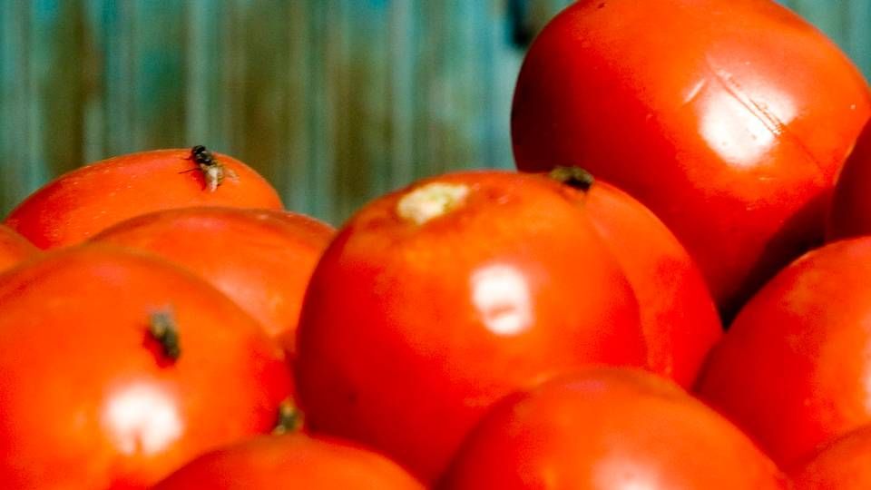 Ny viden om bananfluer viser lægevidenskaben vej