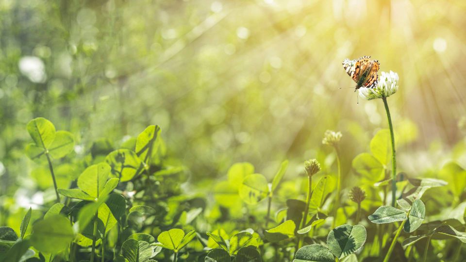 FinansWatch holder åpent hele sommeren