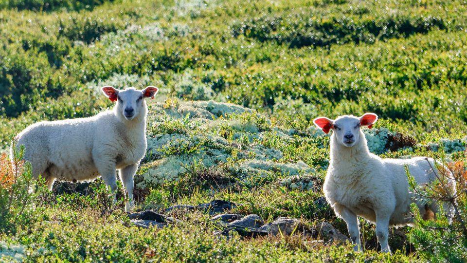 Har påvist blåtungevirus på sau i Sør-Norge