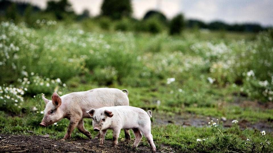 Øko-svin er syge ligesom konventionelle svin