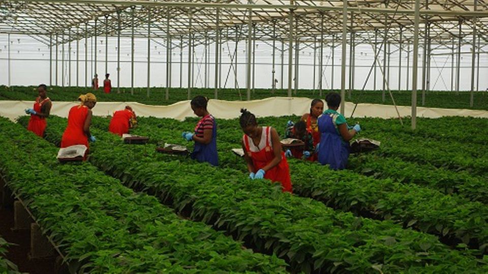 Ny samarbejdsmodel sætter fut på Fairtrade