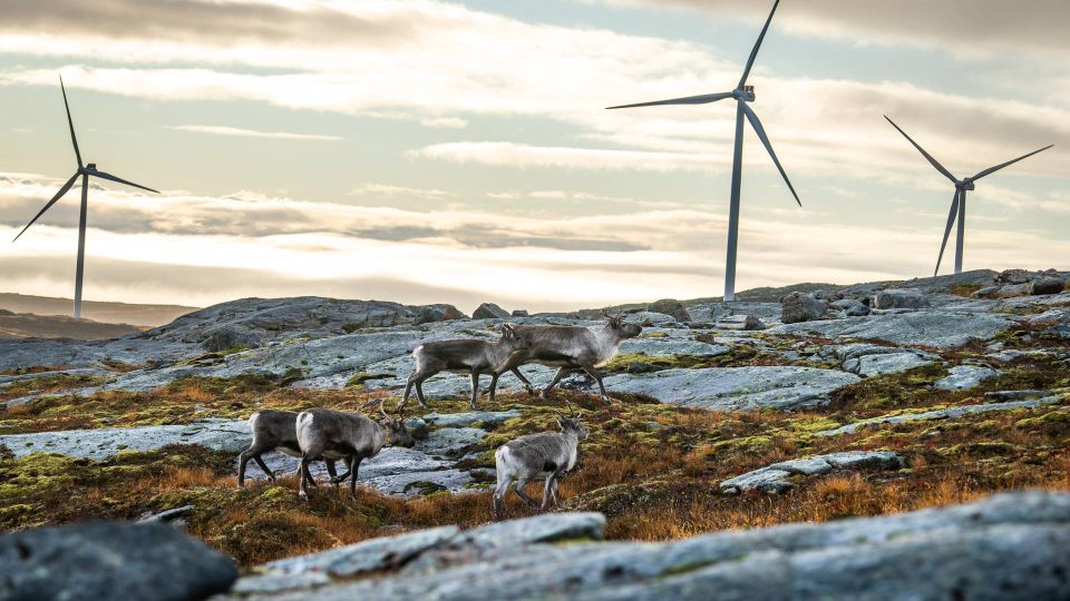 NIBIO skal finne nytt vinterbeite for Sør-Fosen sijte - staten tar ...
